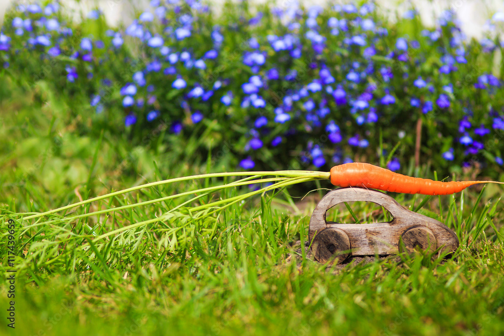 car is transporting carrot. car full of carrots on the background of ...