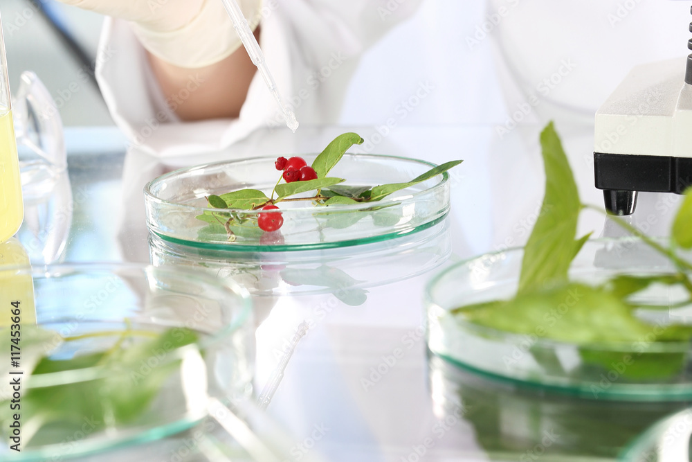 Rozmnażanie roślin. Laboratorium. Biotechnolog bada próbki roślin w ...