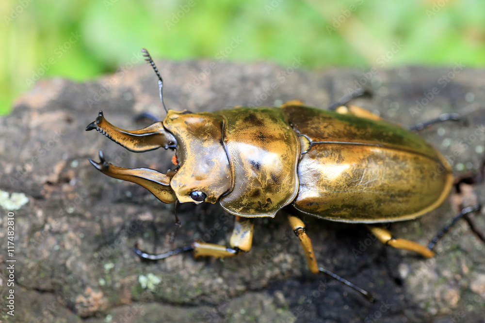 Golden Stag Beetle