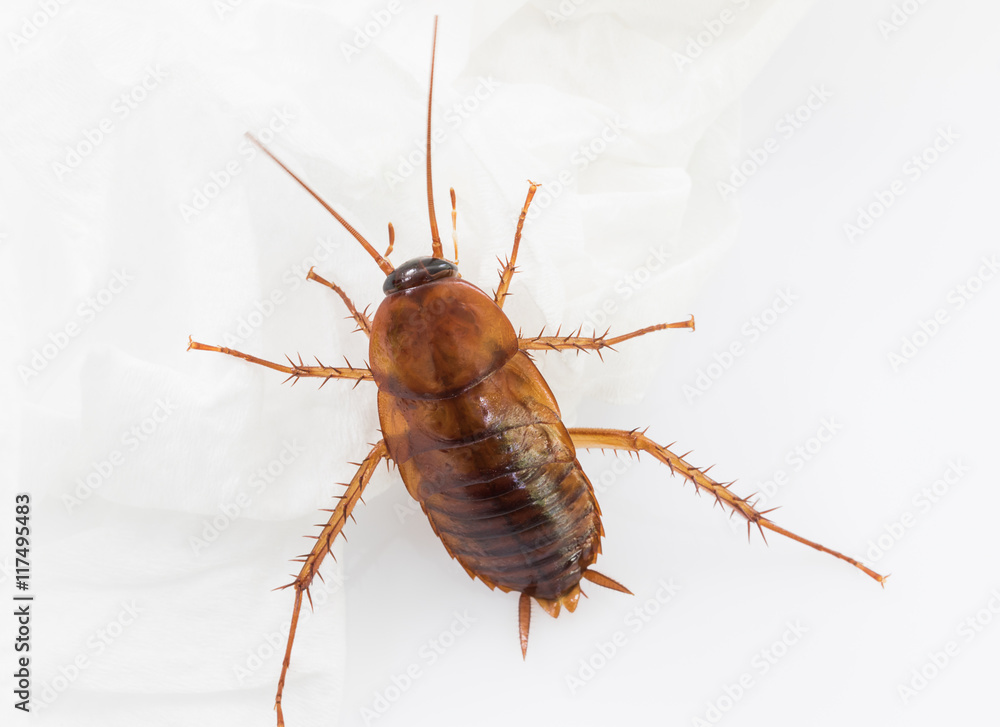 Close up cockroach on white Stock Photo | Adobe Stock