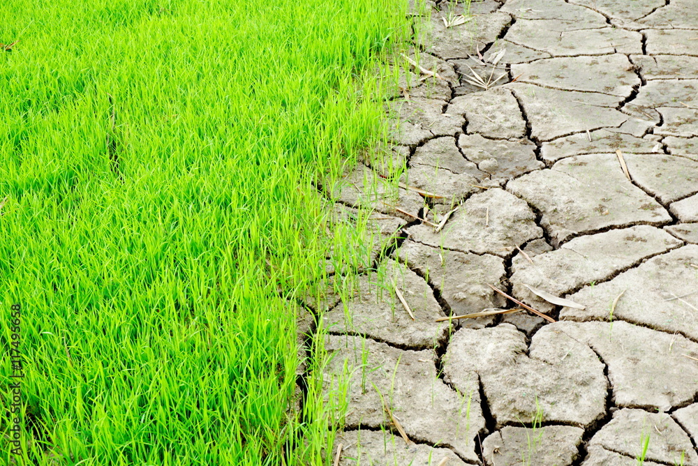 cracked dry soil texture and green rice field background, global ...