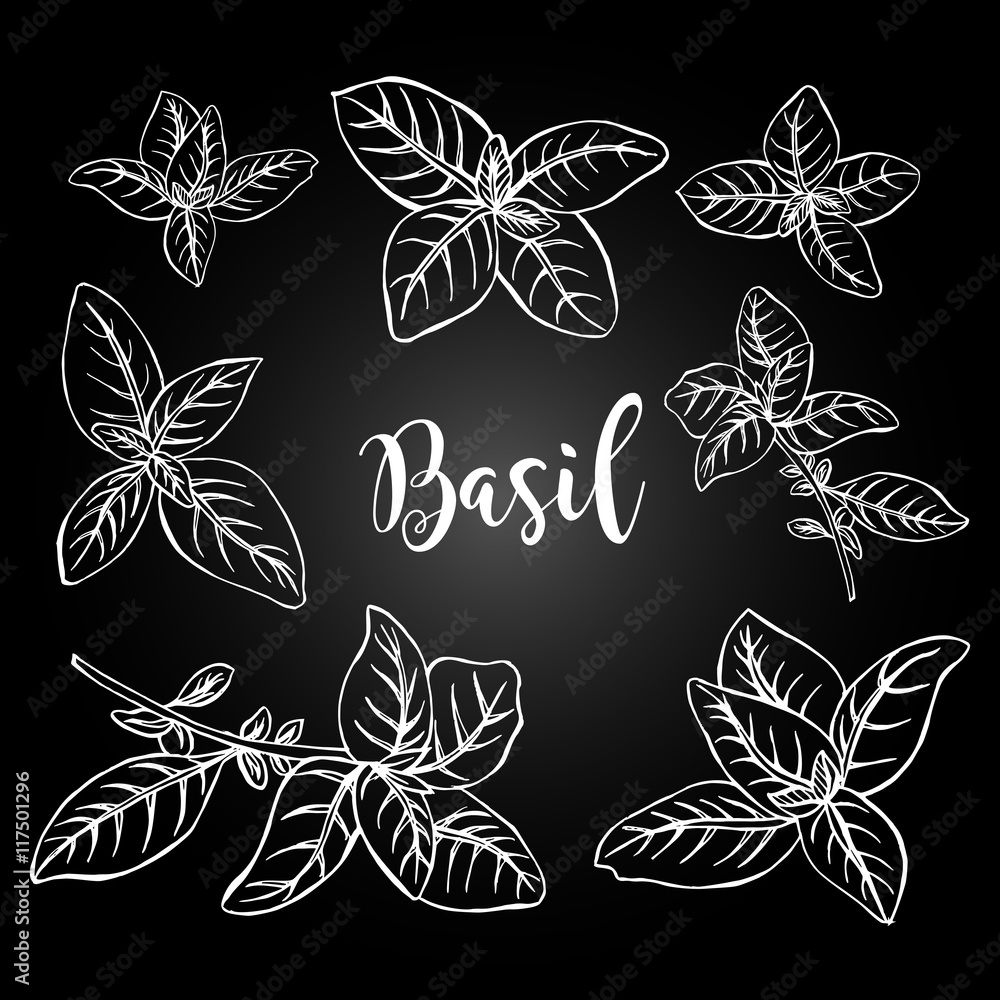 Hand drawn basil in vector. Freehand drawing with imitation of chalk ...