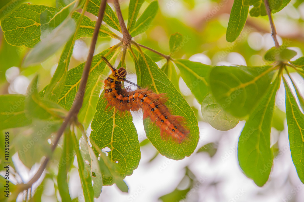 Furry Caterpillar. Hair worm. worm with hair. worm on leaf. Stock Photo ...