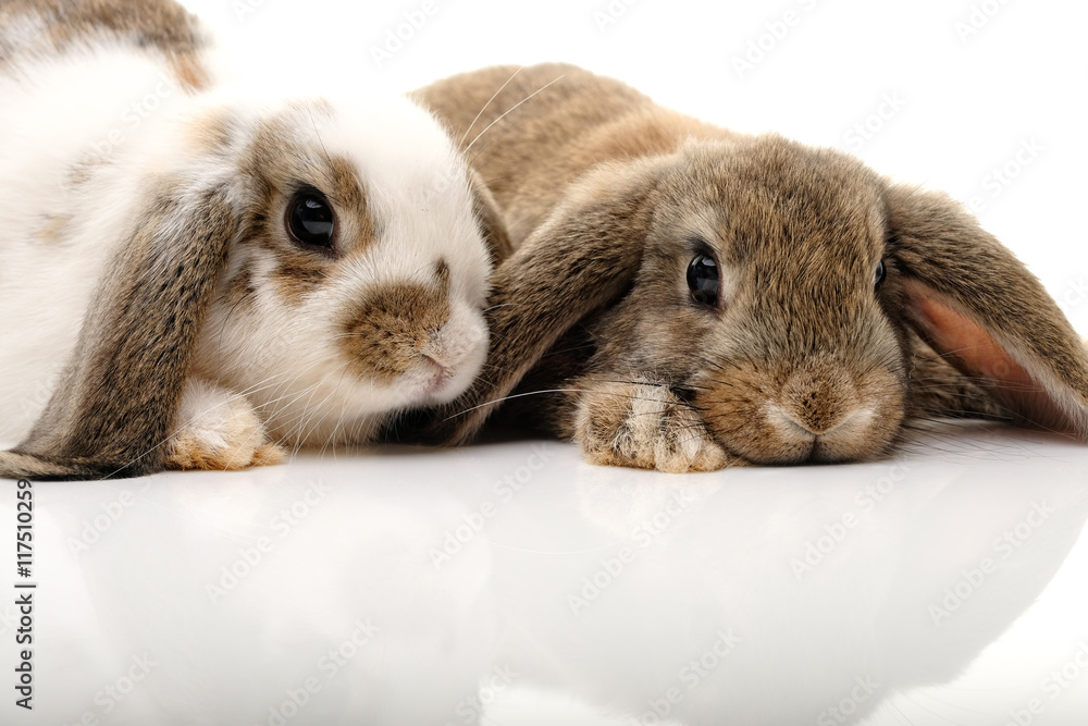 zwei hasen Stock-Foto | Adobe Stock