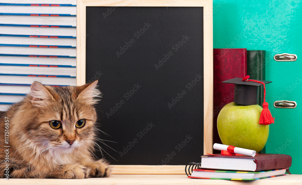 Scientific siberian cat Stock Photo | Adobe Stock