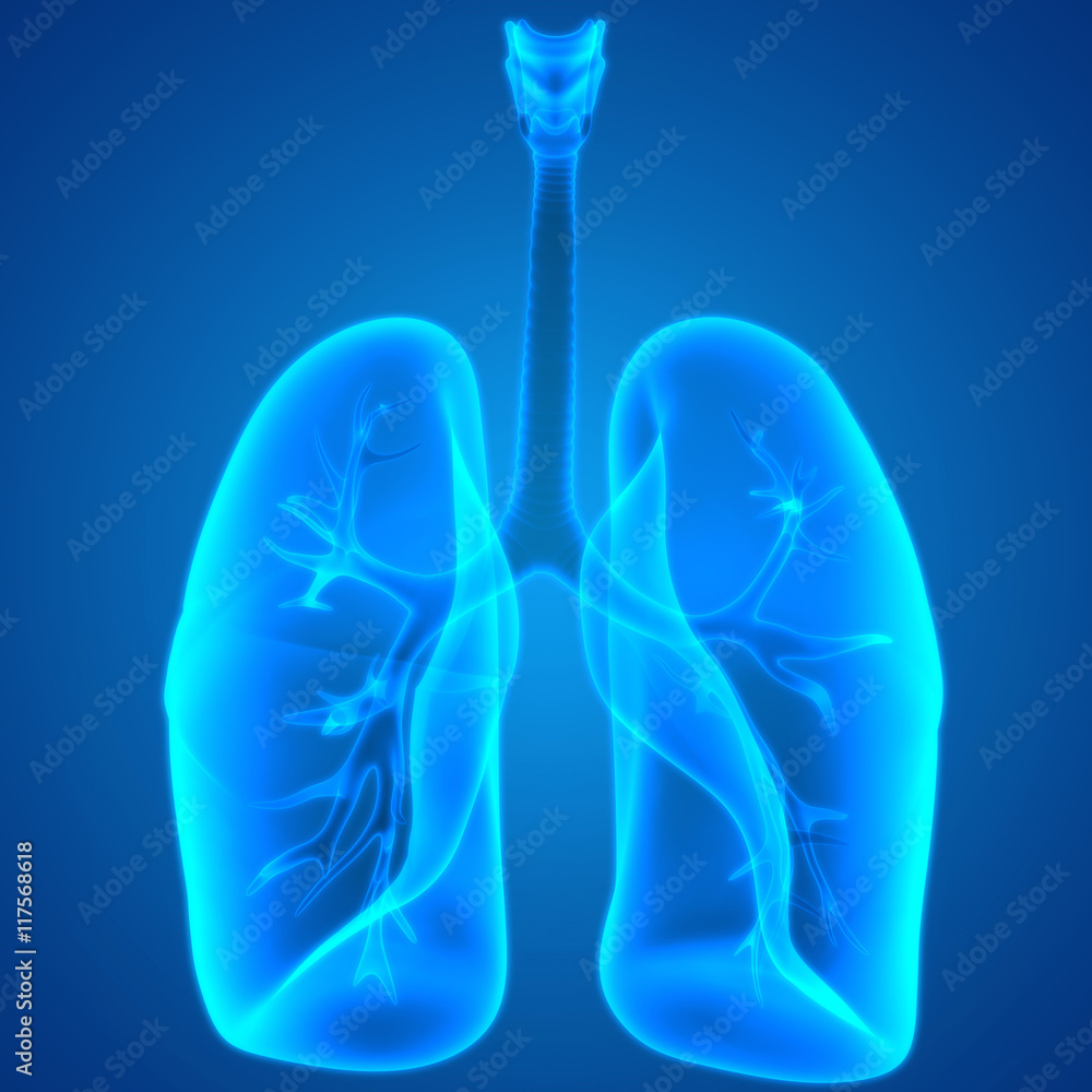 Human Body Organs (Lungs Anatomy) Stock Illustration | Adobe Stock
