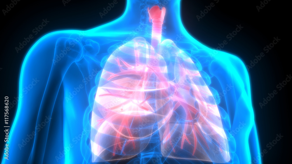 Human Body Organs (Lungs Anatomy) Stock Illustration | Adobe Stock