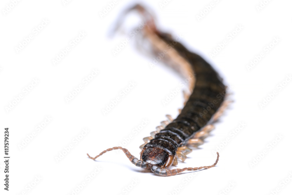 Died centipede on white background with copy space Centipedes can be ...