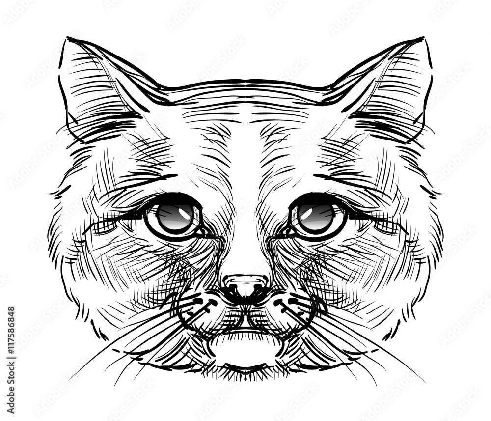 Furry Face Sketches