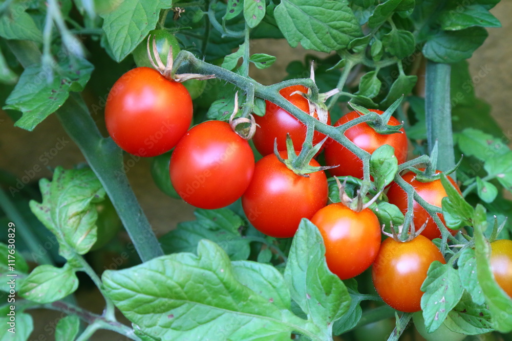 strauchtomaten Stock-Foto | Adobe Stock