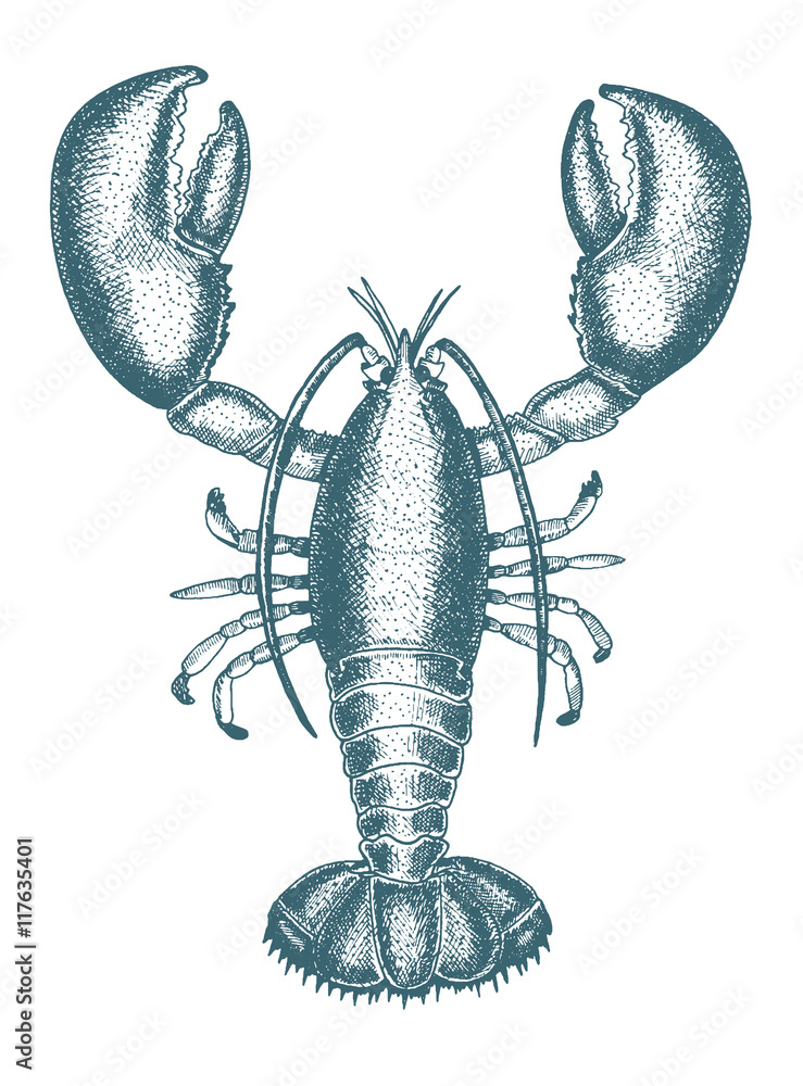 Vector illustration of a lobster. Drawn in ink hand drawing. Engraved ...