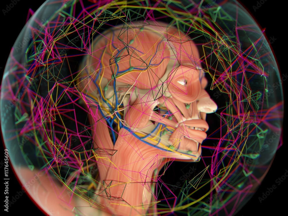 Augmented reality. Virtual human anatomy head surrounded by technology ...