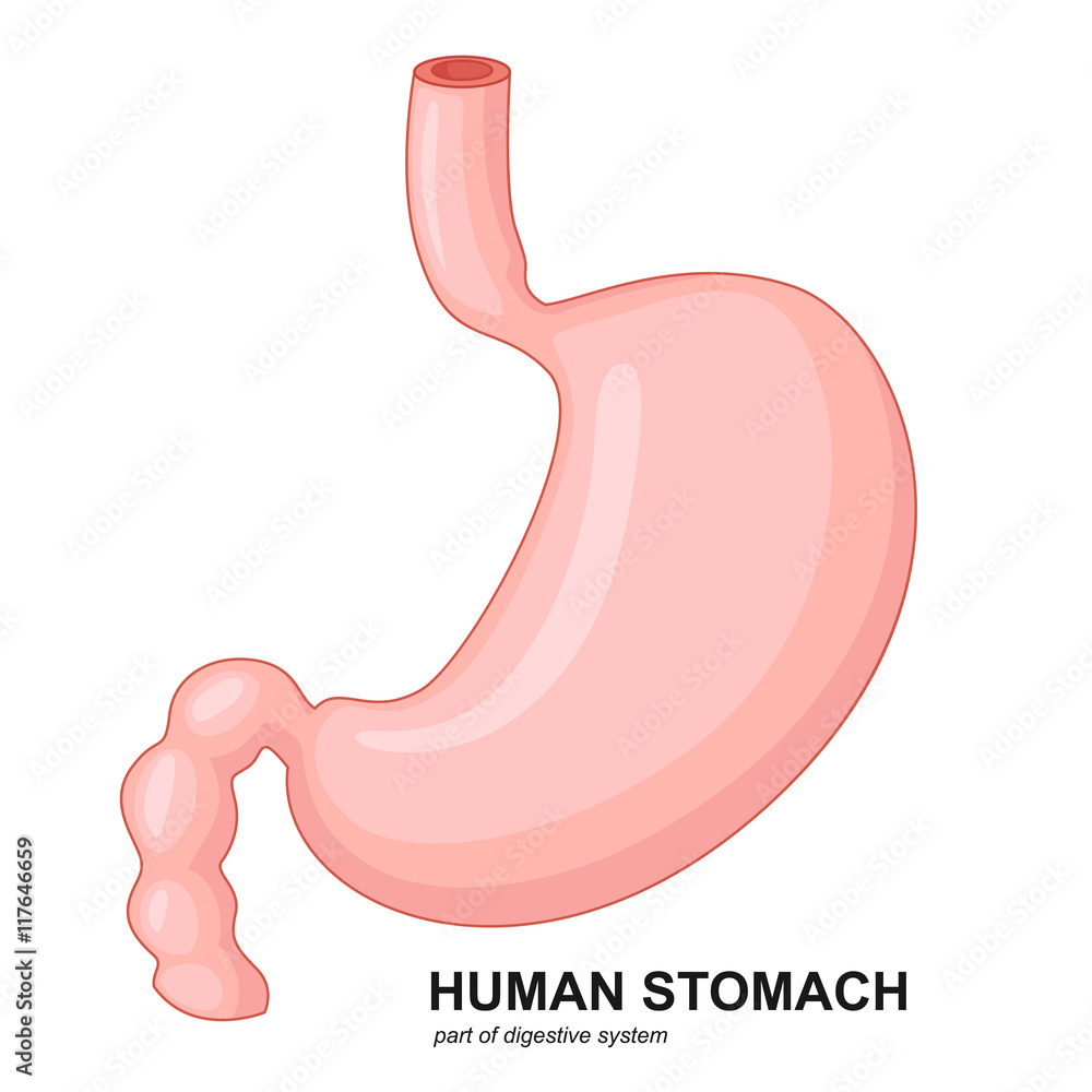 Human stomach cartoon Stock Vector | Adobe Stock