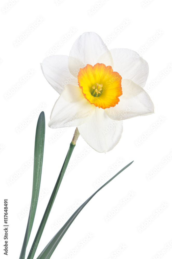 Beautiful daffodil isolated on white background Stock Photo | Adobe Stock