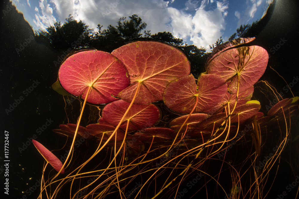 Lily Pads Underwater in Pond Stock Photo | Adobe Stock