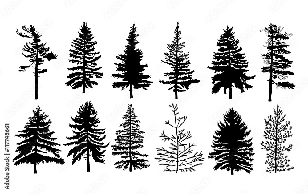 Vector set silhouette of different Canadian pine trees. Conifer tree ...