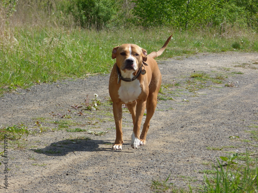 Guarding pit bull dog Stock 写真 | Adobe Stock