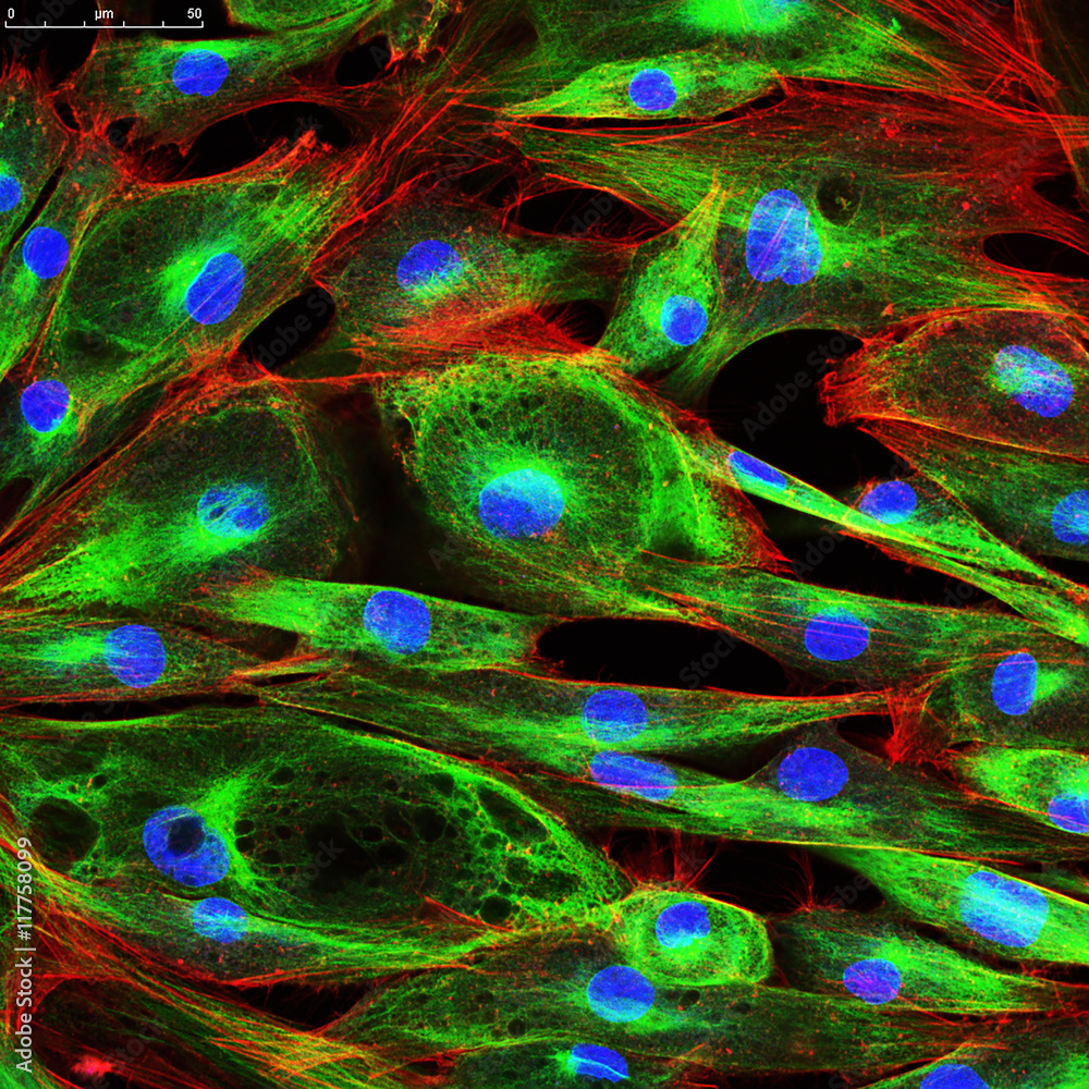 Confocal microscopy of fibroblast cells 스톡 사진 | Adobe Stock