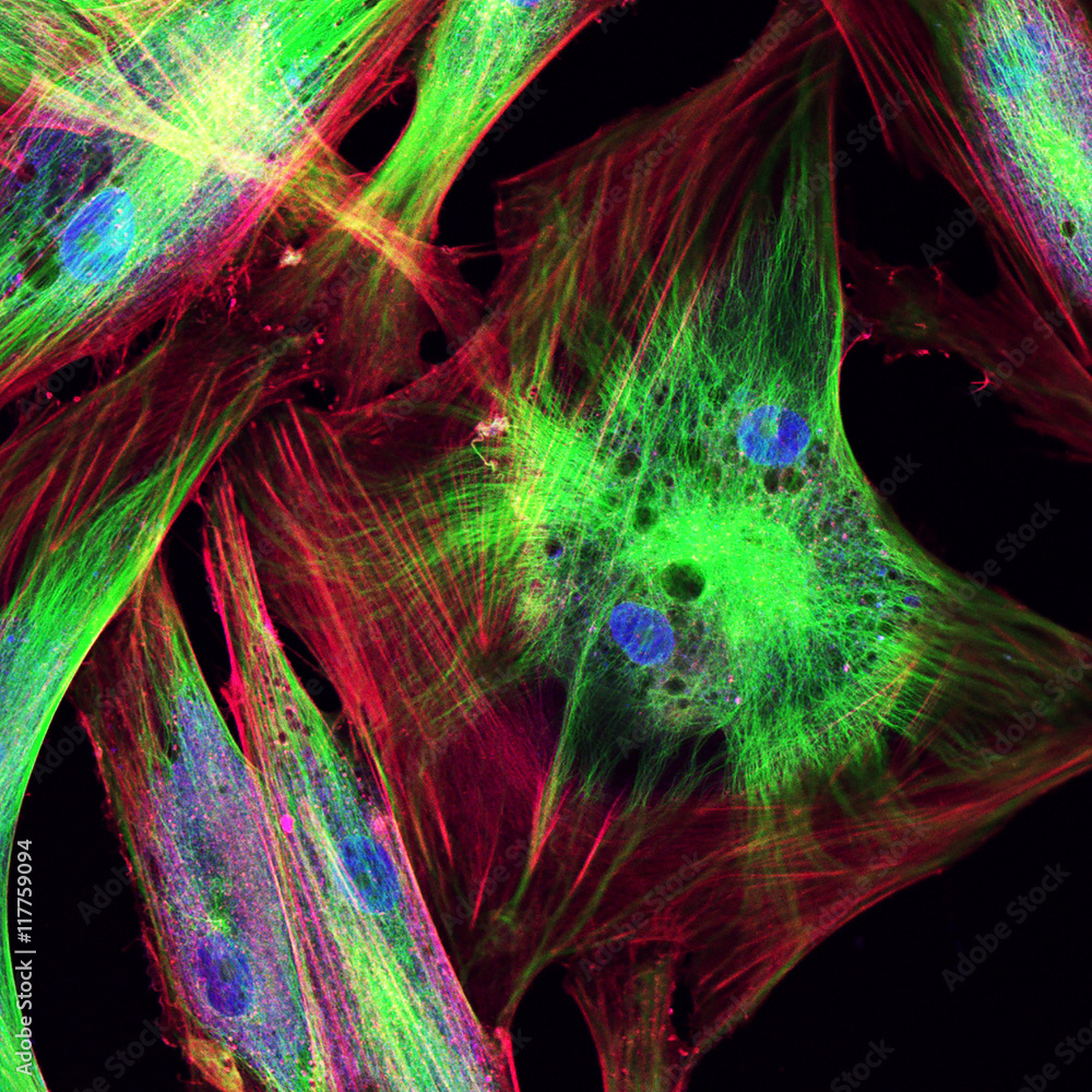 Confocal microscopy of fibroblast cells Stock Photo | Adobe Stock