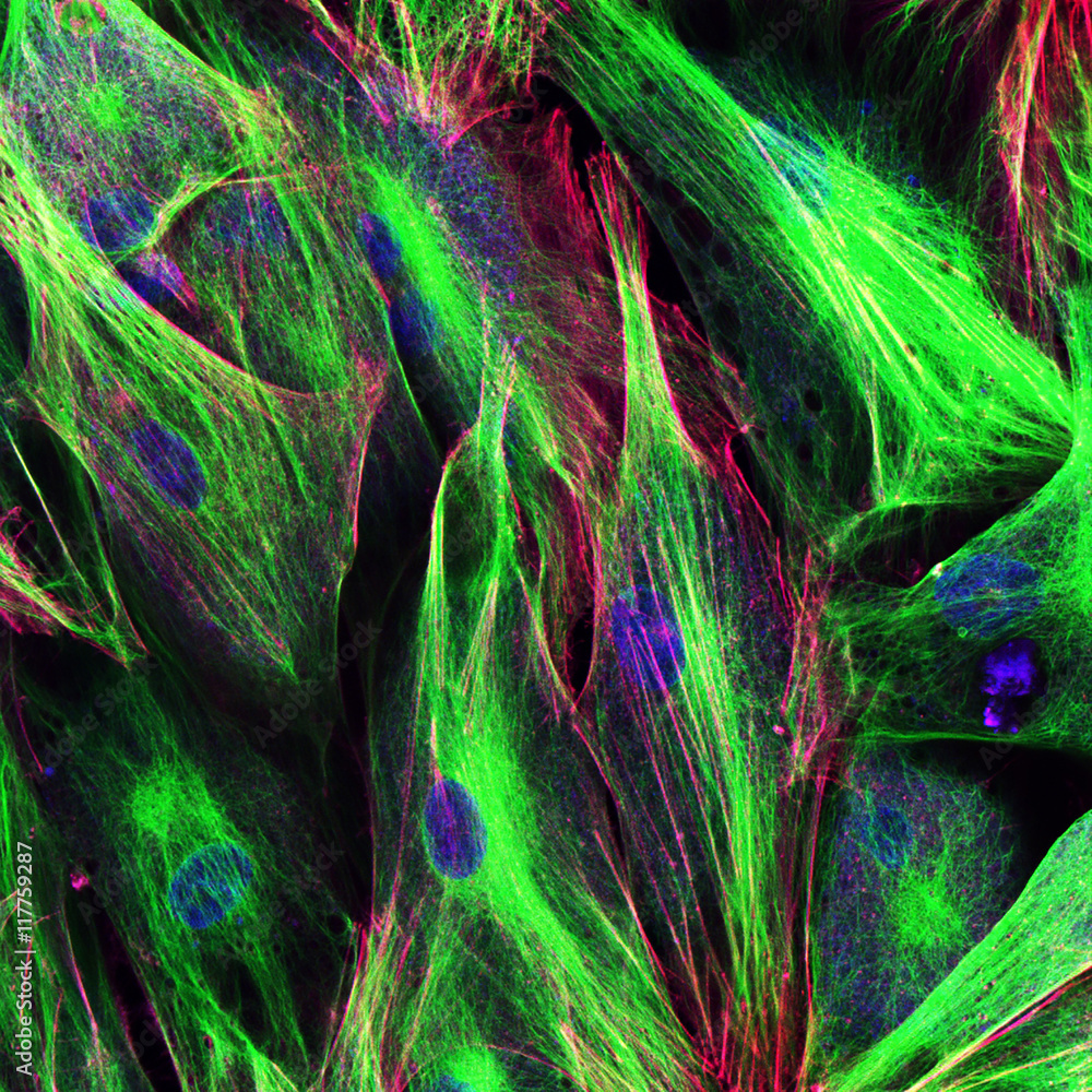 Confocal microscopy of fibroblast cells Stock Photo | Adobe Stock