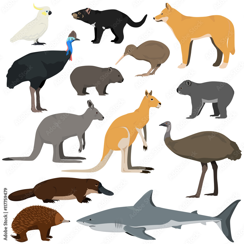 Plakat Vector set of cartoon australian animals. Red kangaroo, gray ...