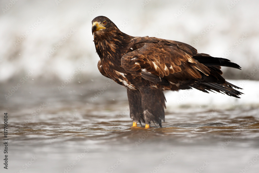 Golden Eagle Hunting Fish