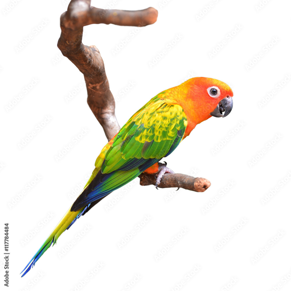 Sun Conure bird Stock Photo | Adobe Stock