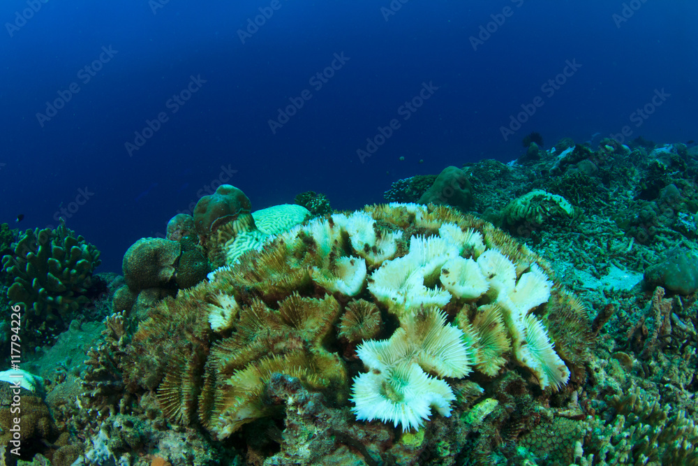 Coral bleaching. Dead coral because climate change, global warming ...