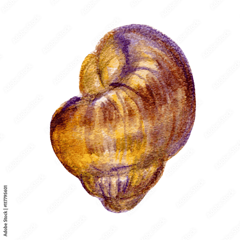 Watercolor seashell isolated on white background, hand drawn paint ...