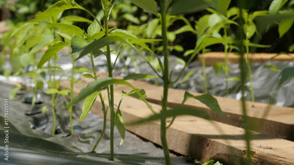 Vidéo Stock Row of chilli pepper growing young plants in early spring ...
