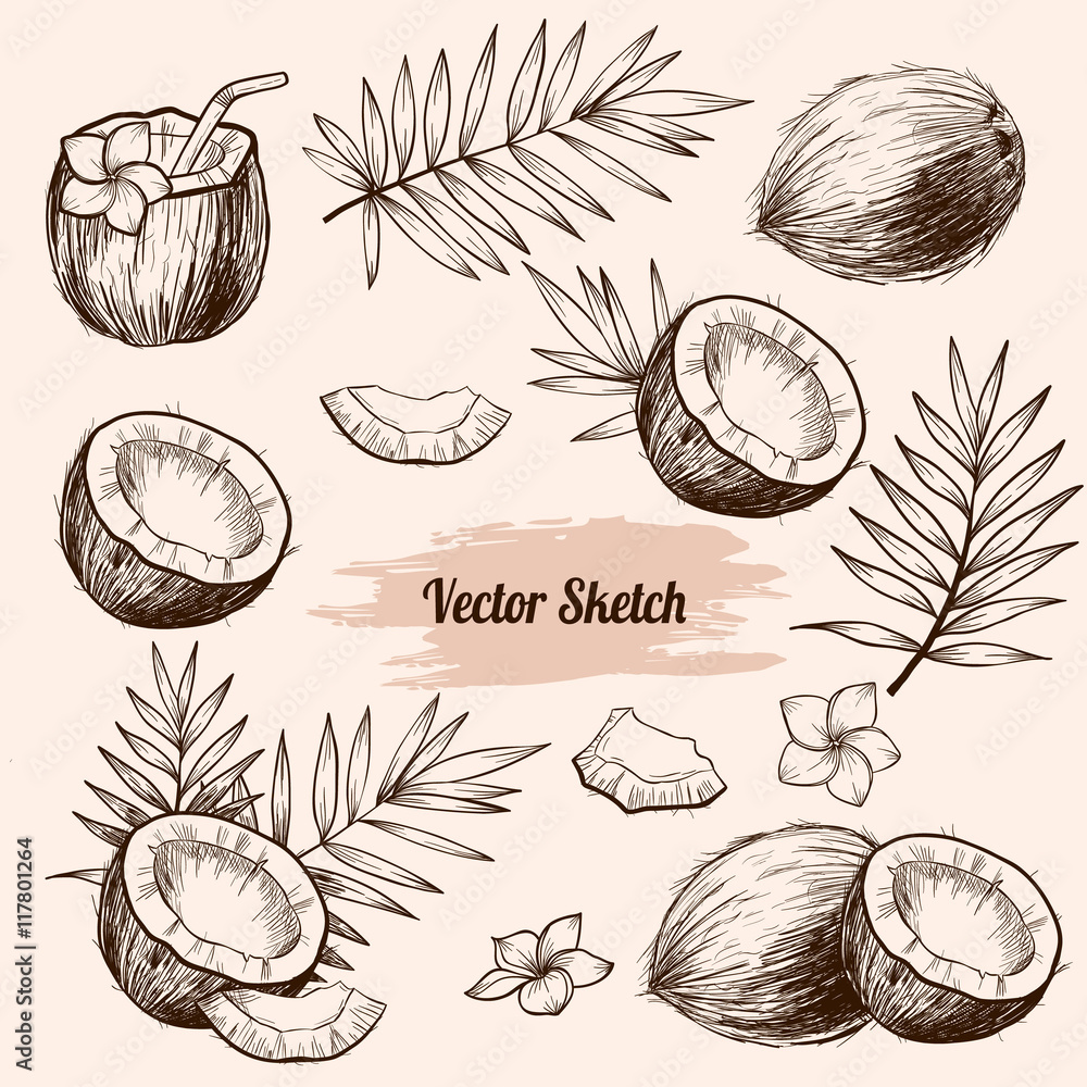 Vector coconut hand drawn sketch with palm leaf. Sketch vector tropical ...