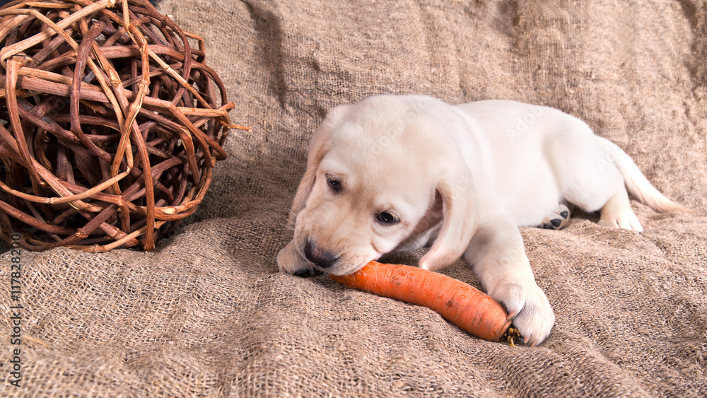 Can Labrador Puppies Eat Carrots