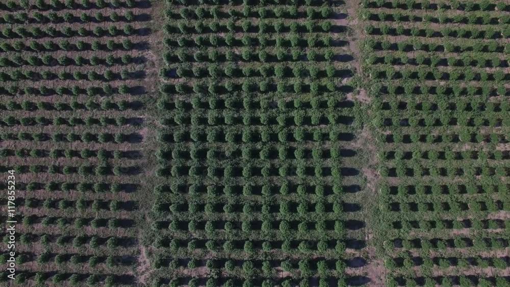 Aerial Zoom in to Rows Of Landscaped Marijuana Plants in a Field at an ...