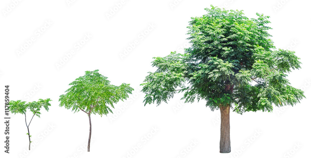 Growth stages of tree Stock Photo | Adobe Stock
