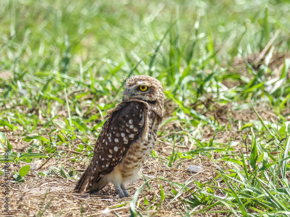 Burrowing Owl Athene cunicularia (aka Speotyto cunicularia) Brazilian ...