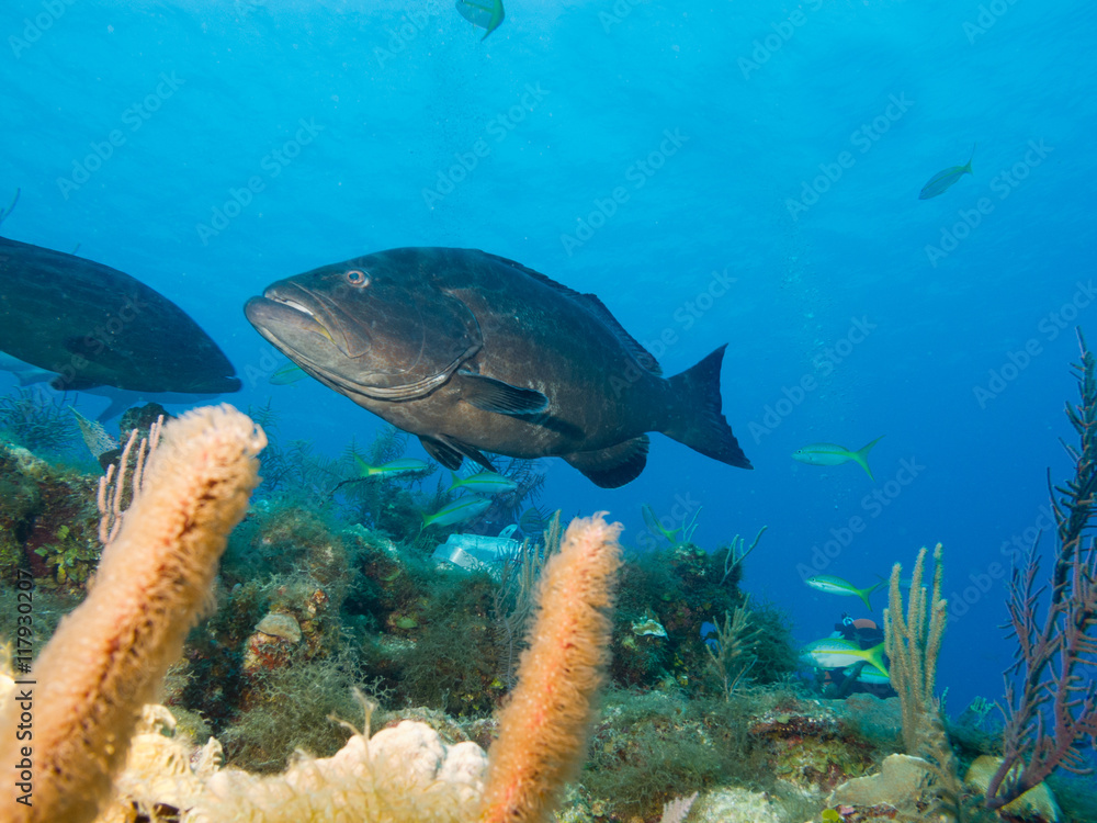 black grouper (Mycteroperca bonaci), under water cuba Stock Photo ...