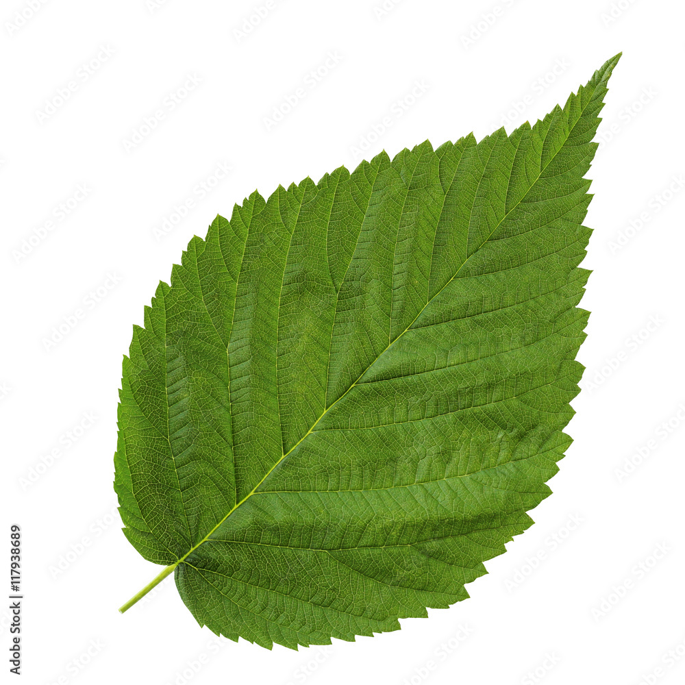 Raspberry leaf isolated on white background. Stock Photo | Adobe Stock