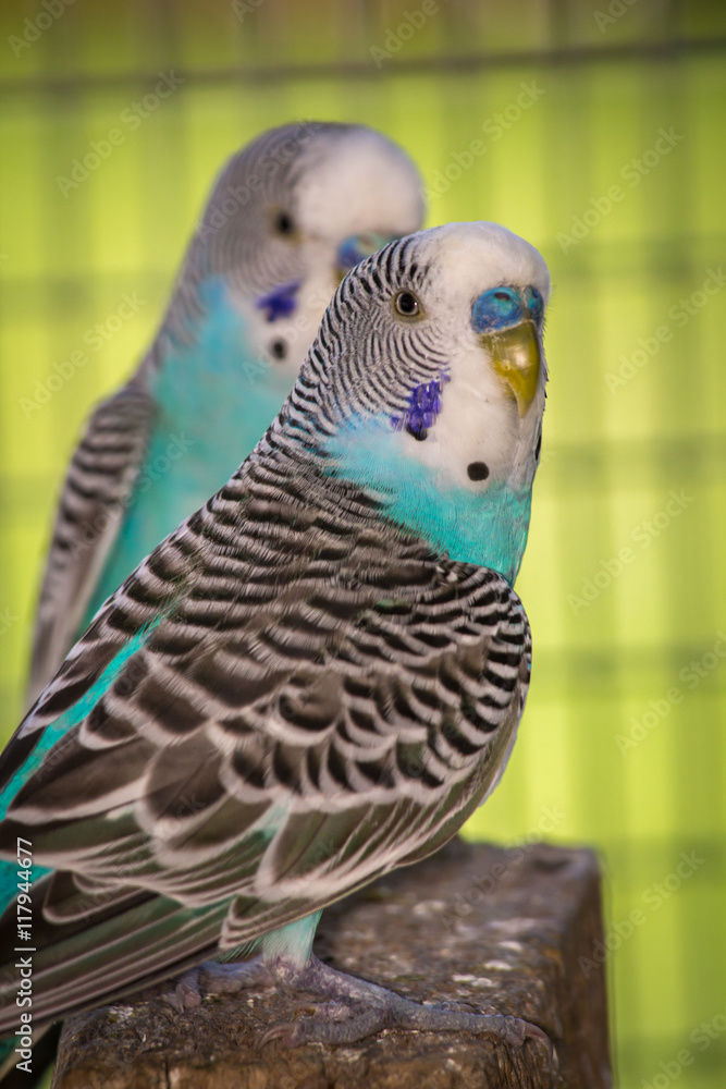 Parakeet Closeup Portrait Stock-Foto | Adobe Stock