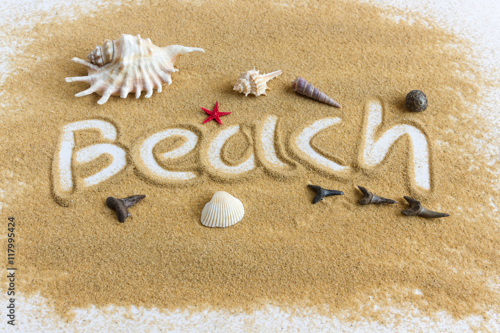 sand on a white background shells Starfish fossil shark teeth word ...
