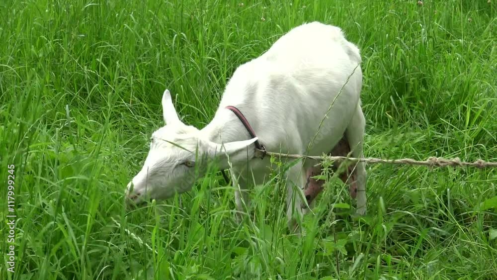 Goat tied with a rope chews fresh grass on the lawn. Pastoral views and ...