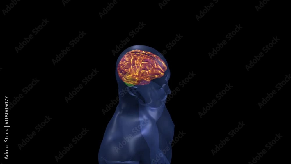 Vidéo Stock Human brain structure. The camera zooms in and rotates ...