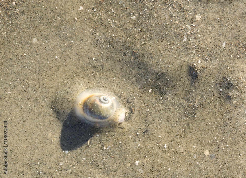 Neverita duplicata, common name the shark eye, is a species of ...