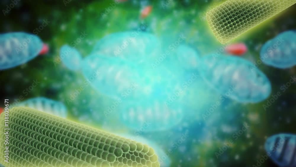 Centrioles Animation A Centriole Is A Cylinder Shaped Cell Structure Found In Most Eukaryotic