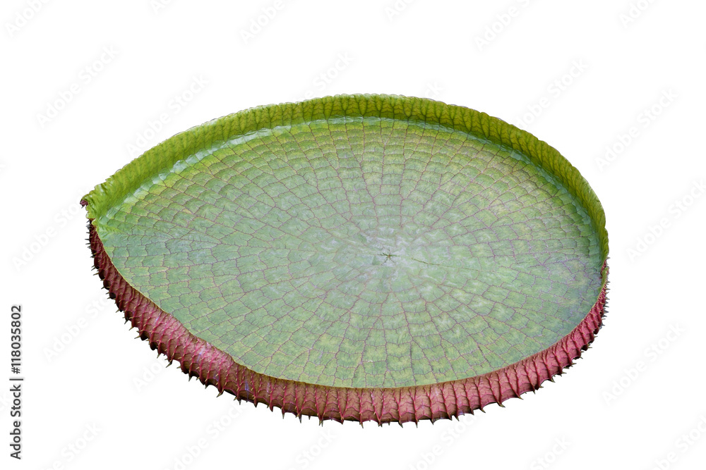 Amazon lily pad (Victoria Regia) Stock Photo | Adobe Stock