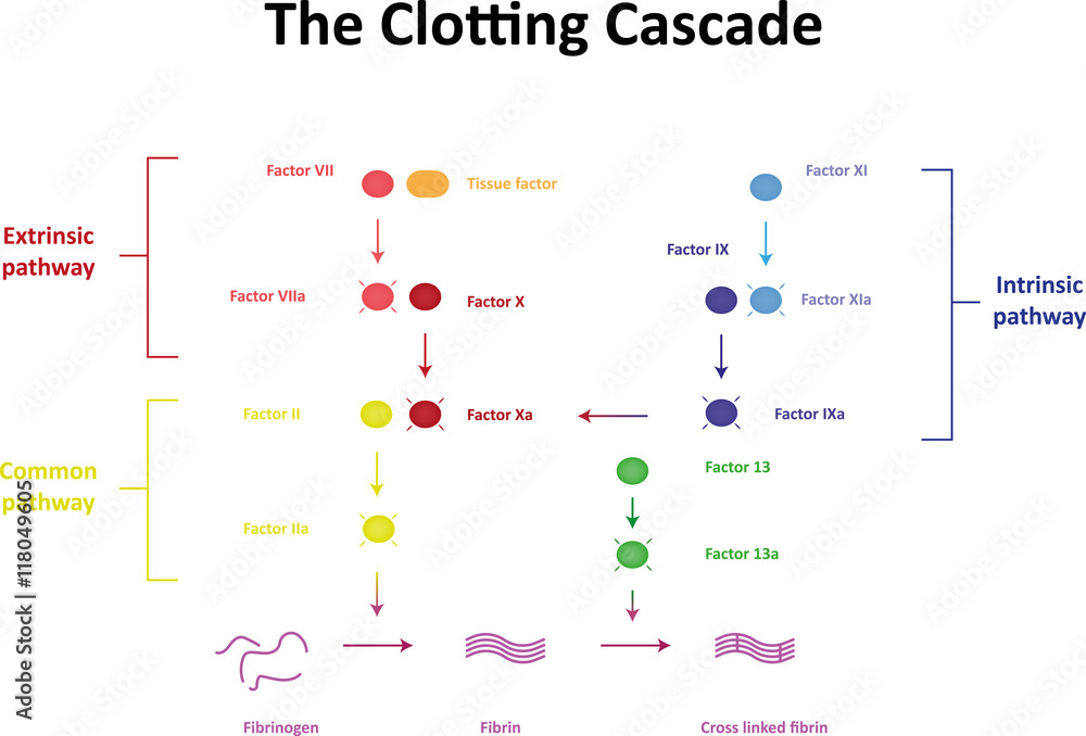 Poster The Clotting Cascade Labeled – Wall Art | UkPosters