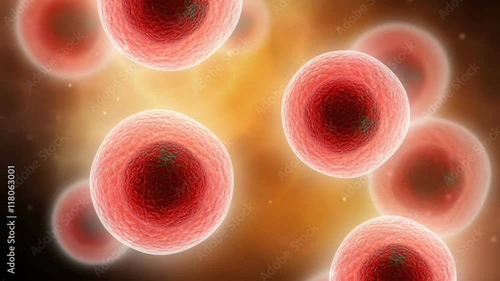 Microscopic visualization of plasma cells. vídeo de Stock | Adobe Stock