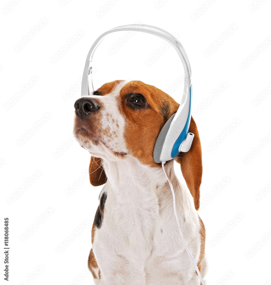 Beagle dog wearing headphones isolated on white Stock Photo | Adobe Stock