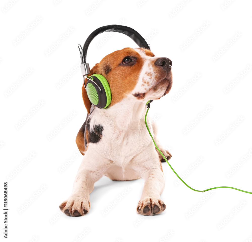 Dog Wearing Headphones