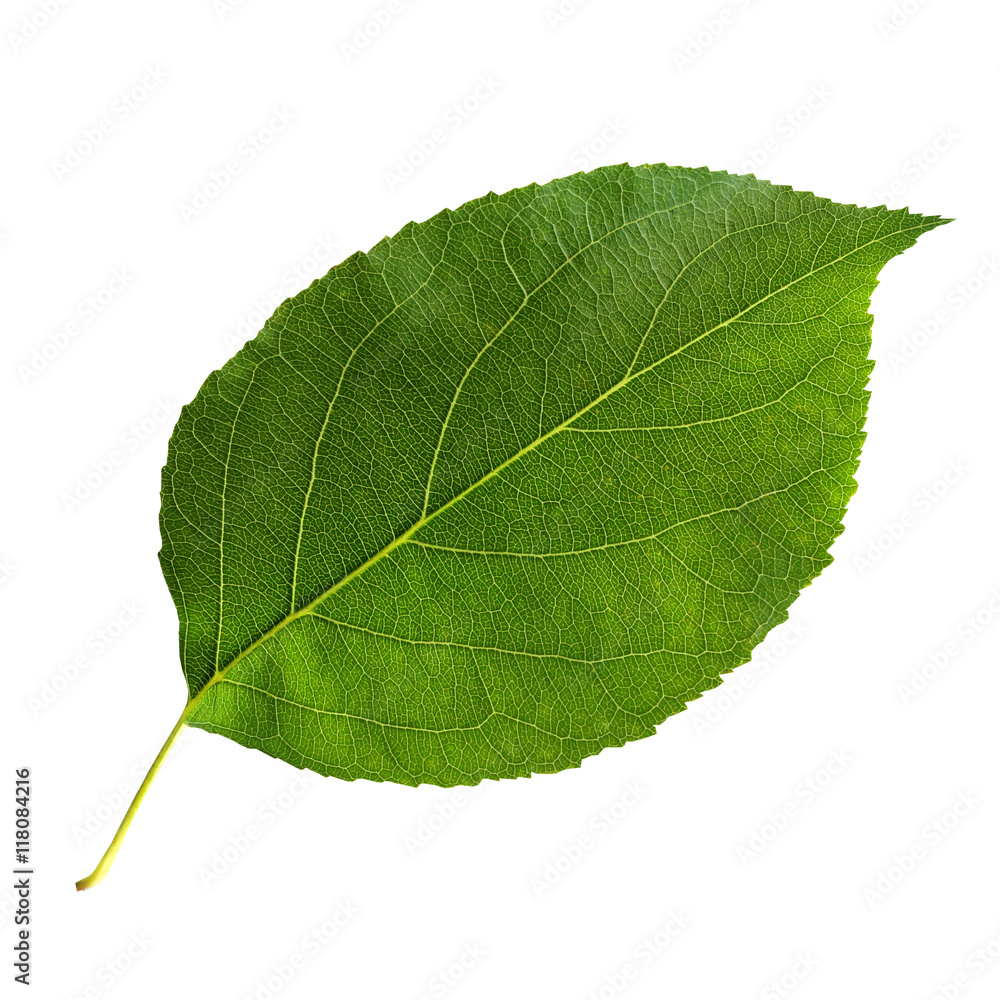 Green leaf of Apple tree isolated on white background. Stock Photo ...