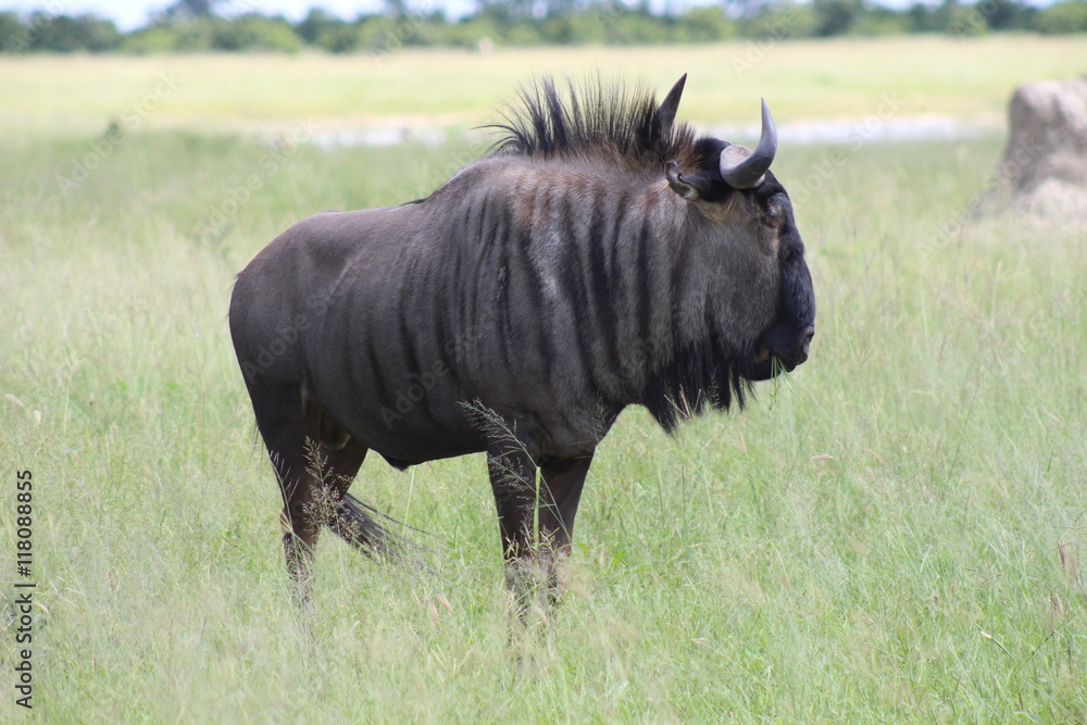 Wildebeest Face